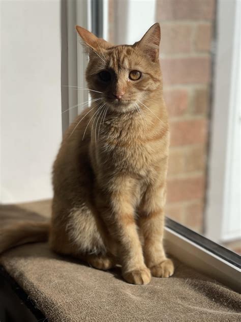 Harolds Enjoying Being In The Window He Just Doesnt Know Why 🤣 R Oneorangebraincell