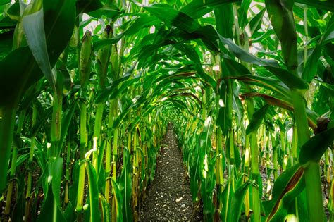 5000 Free Corn And Food Images Pixabay