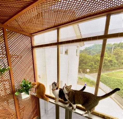 猫たちのためにベランダを本気でdiyしたら 大盛況な 猫のたまり場”に「愛がすごい」「猫天国ですね」の声 ねとらぼ