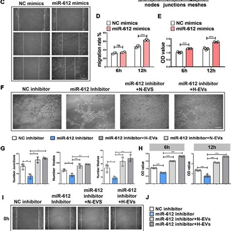 H Evs Enhance The Angiogenic Activities Of Hbmecs In Vitro A The