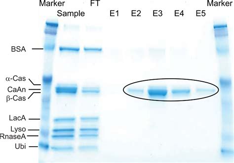 Figure 3 From An Integrated Workflow For Characterizing Intact