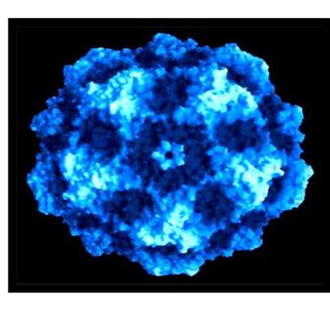 Lecture 4 Dna And Rna Viruses Single Stranded Dna Virus And Double