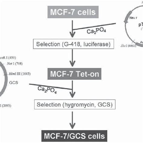Schematic For Developing Inducible Tet On Mcf 7gcs Cell Line