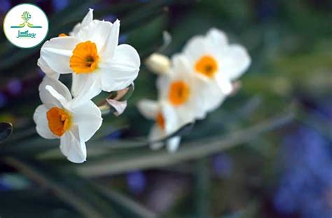 گل نرگس ؛ نکات کاشت و پرورش ویدیو بوی گل