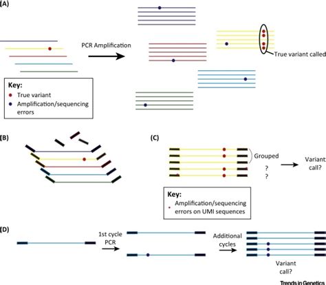 Accessing Genetic Information With Liquid Biopsies Exosome Rna