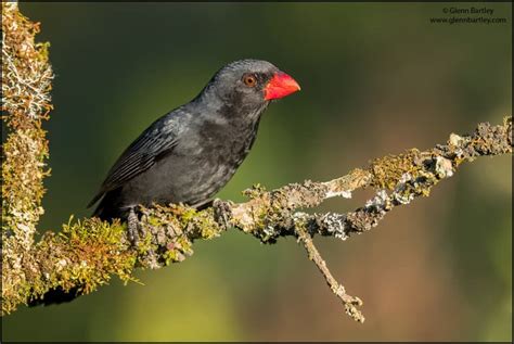Black Throated Grosbeak Focusing On Wildlife