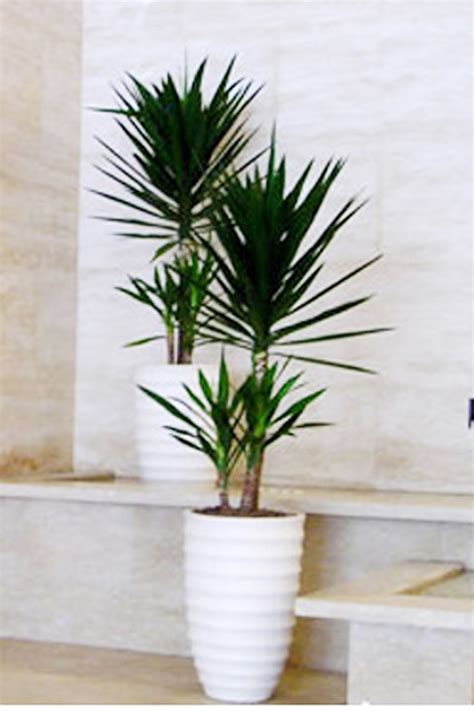 绿植租摆 大型绿植 花卉销售北京千禧盛园花木有限公司
