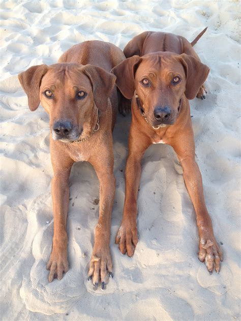 Rhodesian Ridgebacks Rhodesian Ridgeback Breeder