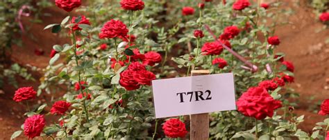 Efficacy Trials Real Ipm