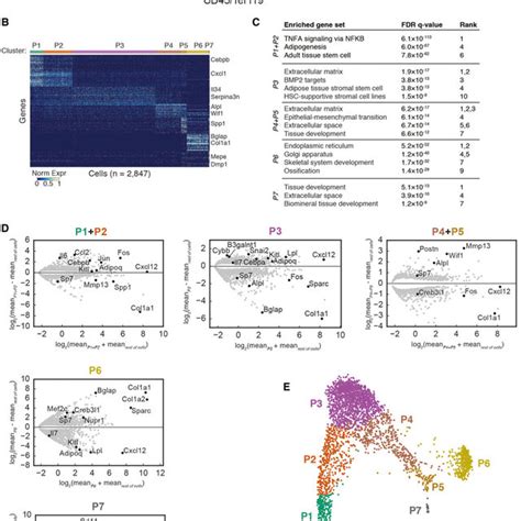 ScRNA Seq Sequencing Reveals Heterogeneous Gene Expression In Bone Download Scientific Diagram