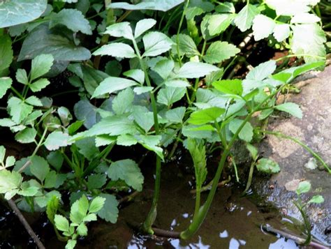 個別セリの写真画像 食べられる野草 My Fotolife