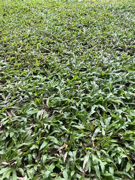 Grass On Yard Stock Image Image Of Thick Forming Ground 270017405