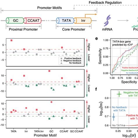 Genome Wide Characteristics Of Transcriptional Burst Kinetics Inferred Download Scientific