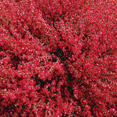 Cytisus Boskoop Ruby Scotch Broom