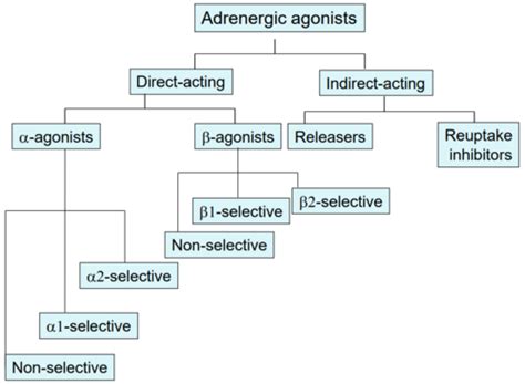 31 Neurotransmission Cholinergic And Noradrenergic Transmission