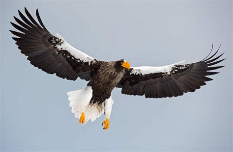 Guided Wildlife Photography Tours Finland And Worldwide
