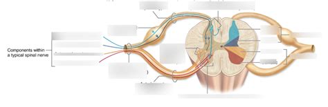 Diagram Of Somatic Nervous System Quizlet