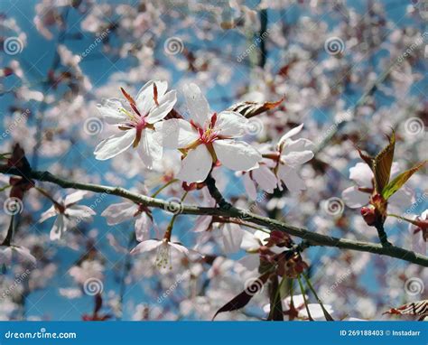 Cerrar Ramo De Flores De Cerezo Himalayas Silvestres Tigre Gigante