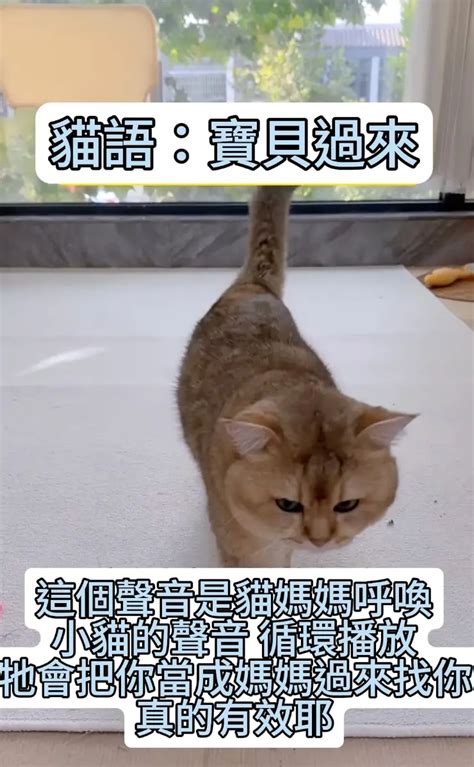 貓語言爆紅神秘音檔 寶貝過來超神奇 beanfun
