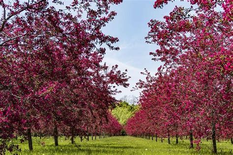 Apple Trees For Sale Buying And Growing Guide