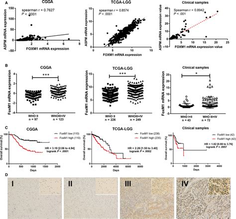 Foxm1 Expression Is Positively Correlated With Aspm Expression And