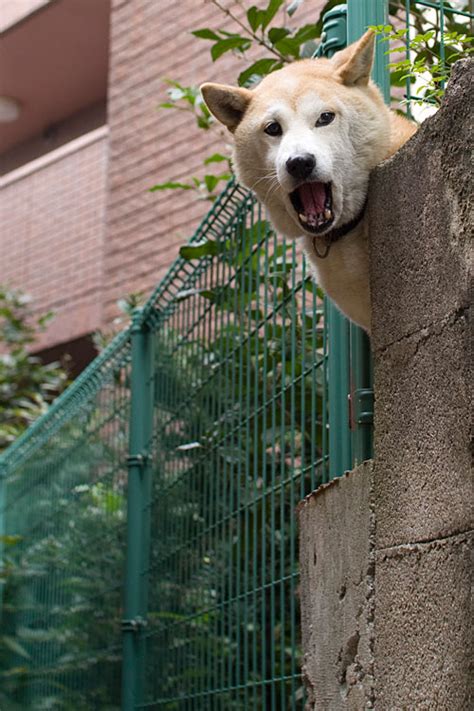 カメラノカンヅメ Canned Camera 覗く犬