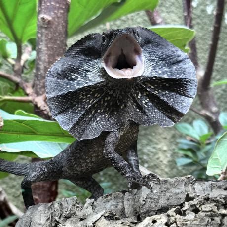 Frilled Dragon Enclosure