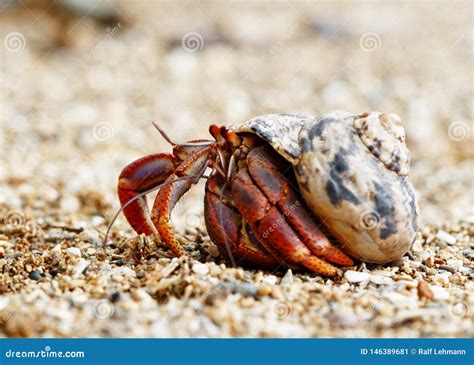 Hermit Crab In A Seashell In Detail View Stock Image Image Of