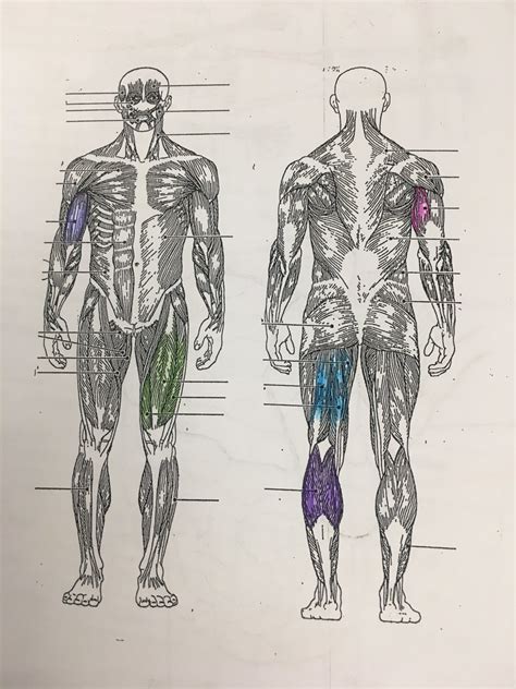 Muscles Diagram For Final Exam Diagram Quizlet