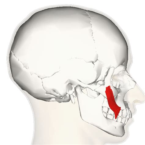 Zygomaticus Muscle