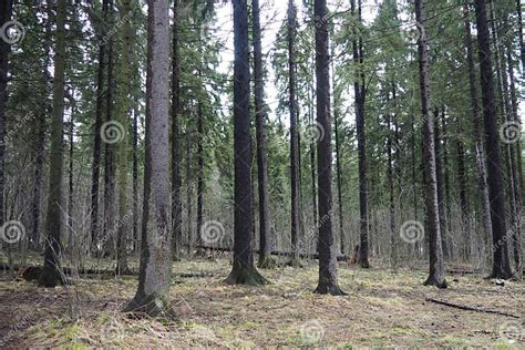 Picea Abies Norway Or European Spruce Is A Species Native To Europe