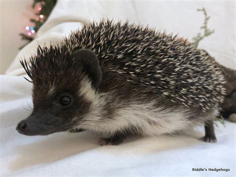 Our Herd Riddles Hedgehogs Hedgehog Breeder In Northern Virginia