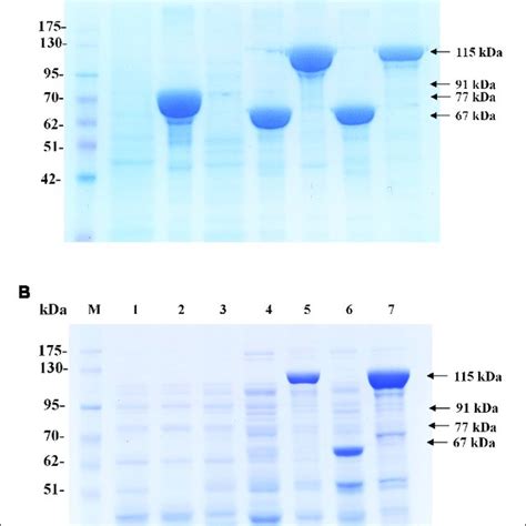 Morphology Of Phb Films Produced By A C Necator Strain A 04 B