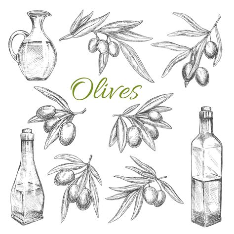 Aceitunas Vector Dibujo Iconos De Producto De Aceite De Oliva Vector