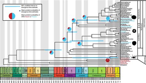 Echinoidea Digital Atlas Of Ancient Life