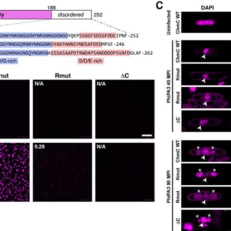 Chmc Forms Phase Separated Condensates With Rna A Top Domain Download Scientific Diagram