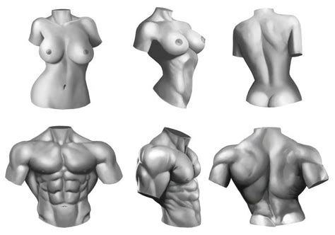 Male Female Anatomy Torso Study By Xelgot Female Anatomy Female Torso Torso