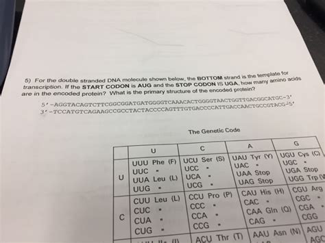 Solved For The Double Stranded Dna Molecule Shown Below The Chegg