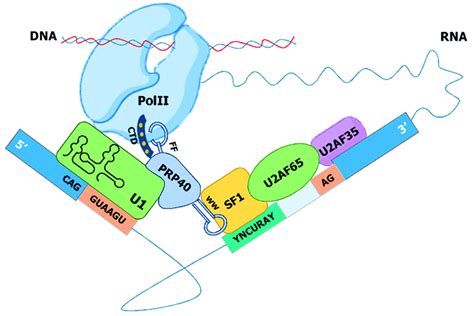 Unified Model For Co Transcriptional Assembly Of The E Complex