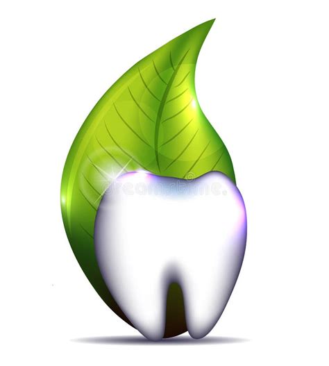 Healthy Tooth And Leaf Stock Vector Illustration Of Body 35157568