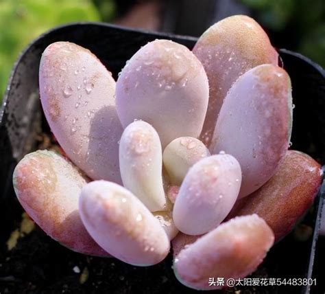 炎热的夏季养殖多肉桃美人注意4点，叶片肥美又漂亮东方养生频道东方养生