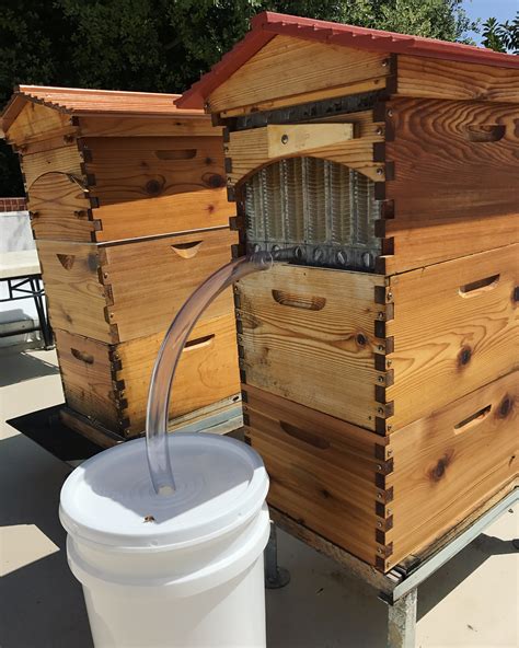 Is The Flowhive Bad For Bees Beekeeping Like A Girl