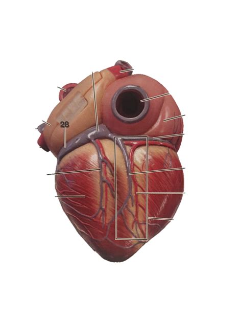 Posterior Heart Diagram Quizlet