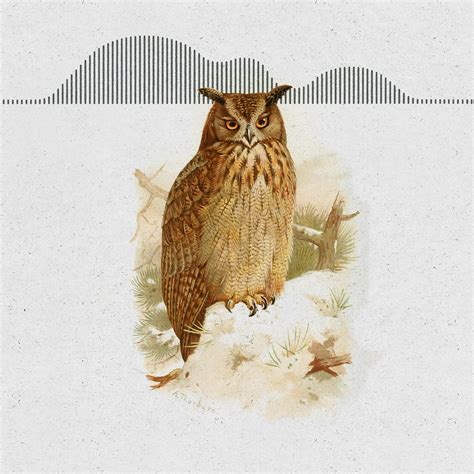 Hubro Eagle Owl Naturhistorisk Museum
