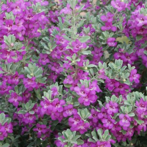 Gray Cloud Texas Sage Beautify