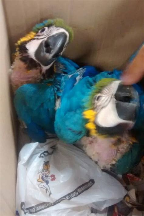 Polícia Prende Vendedor De Araras Na Zona Norte