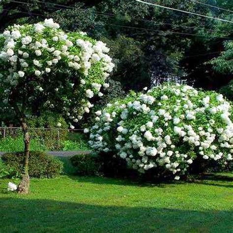 Phantom Hydrangea Tree