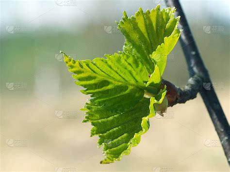 嫩绿的叶子在树上发芽。