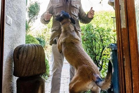 So Gewöhnst Du Deinem Hund Das Anspringen Ab