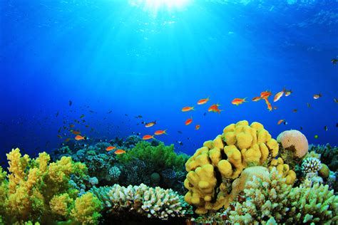 Aquarium Wallpapers Wallpaper Cave